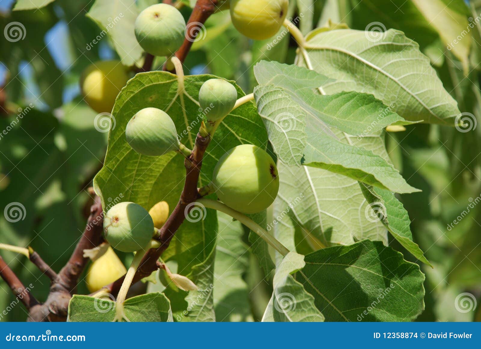 Fig tree, Meganissi stock photo. Image of leaves, green - 12358874