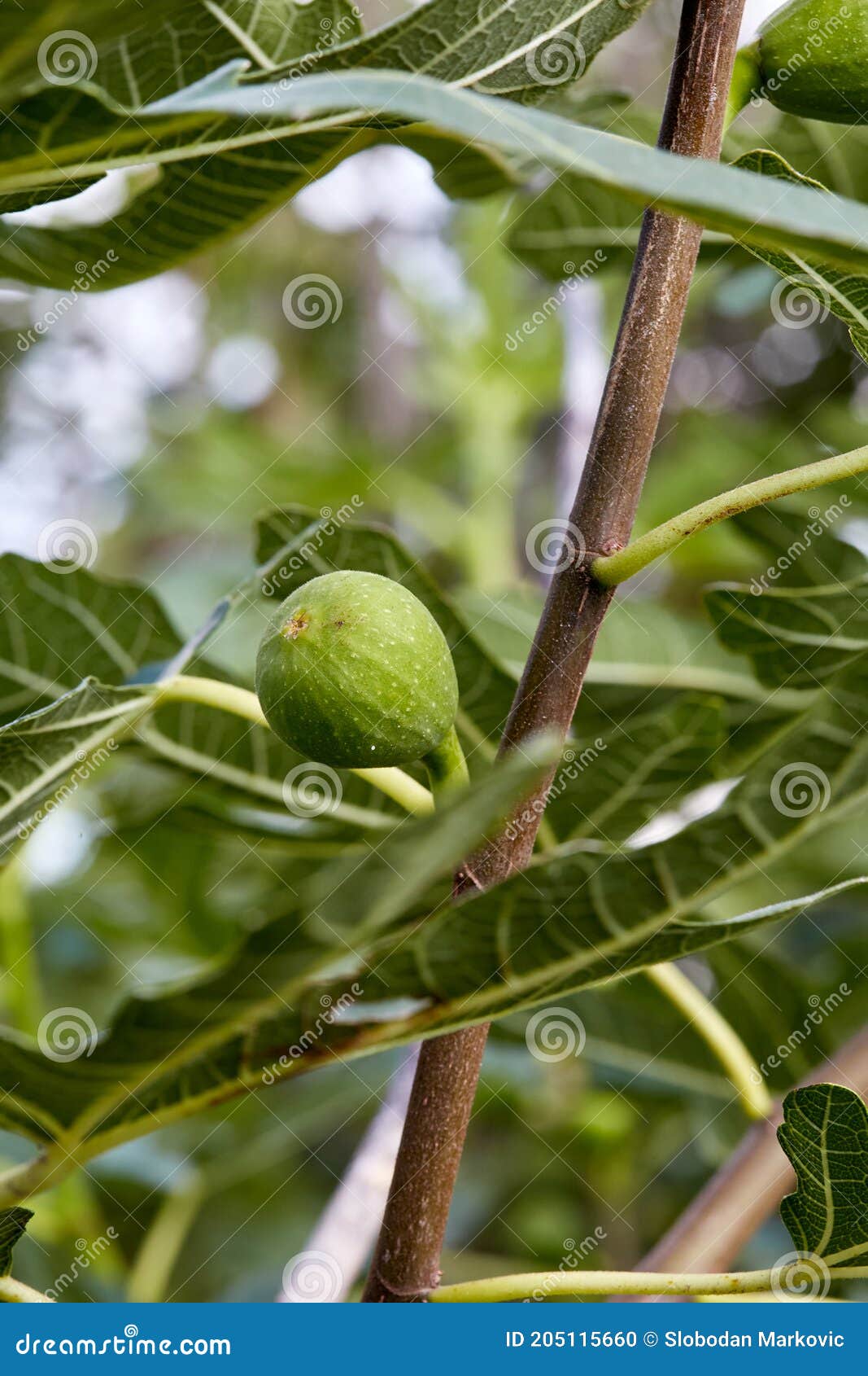 Fig on a Fig Tree in Summer Stock Photo - Image of food, crone: 205115660