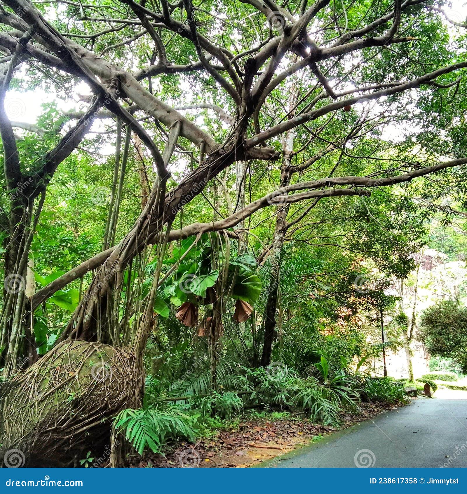 Fig tree in nature park stock photo. Image of scenery - 238617358