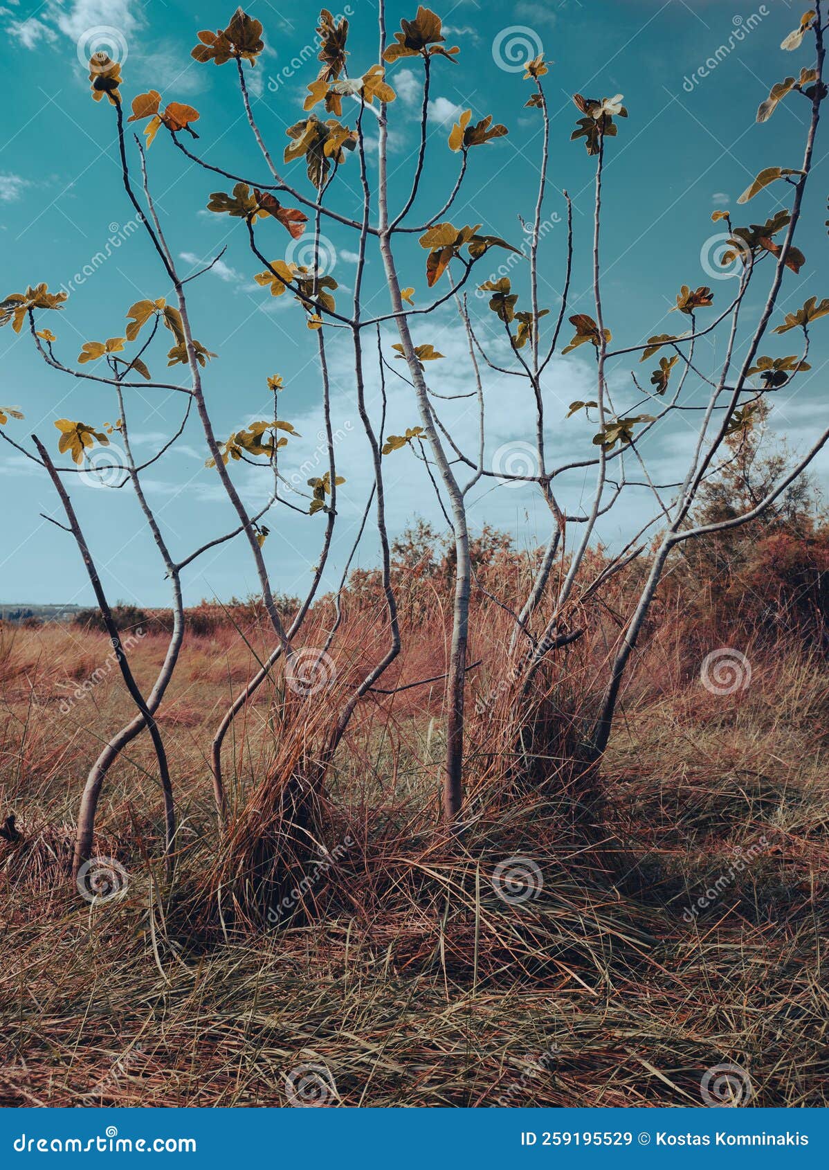 Fig tree stock image. Image of woodland, grass, field - 259195529