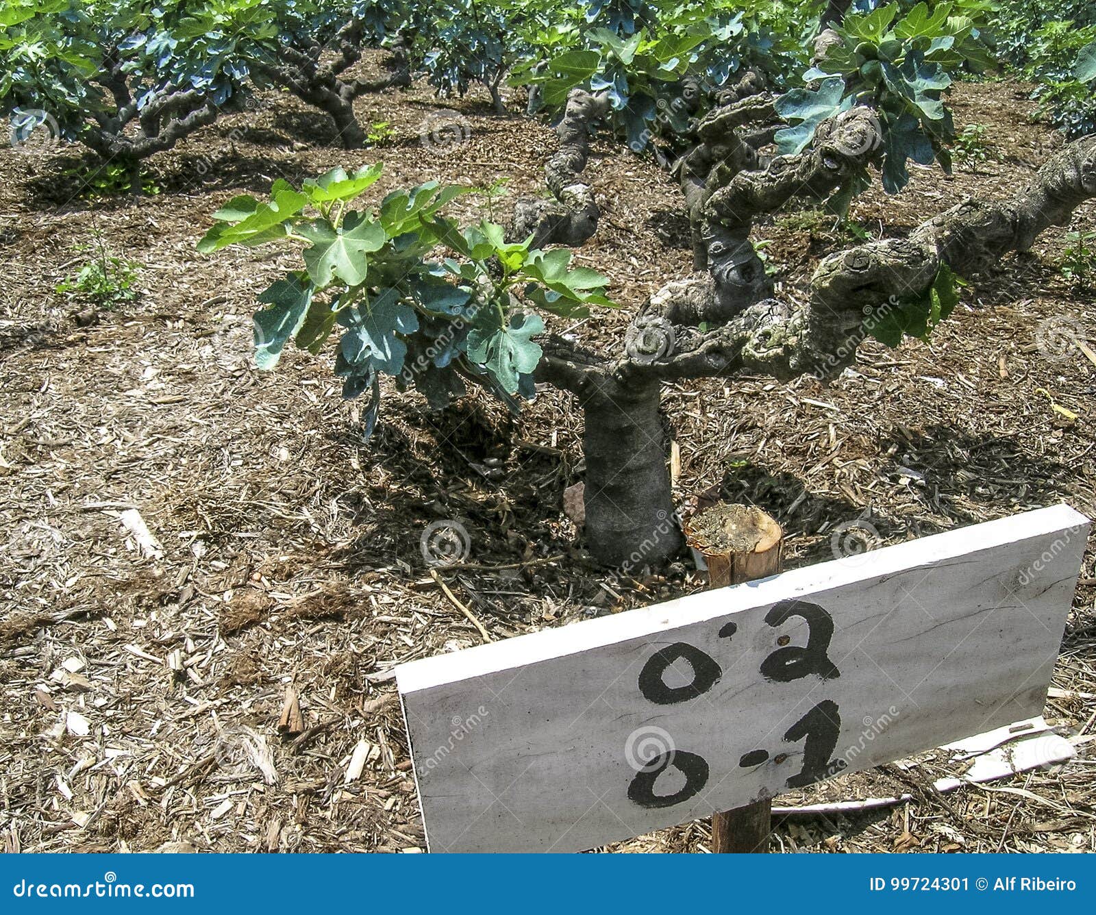 Figs in the field. stock image. Image of tree, immaturity - 99724301