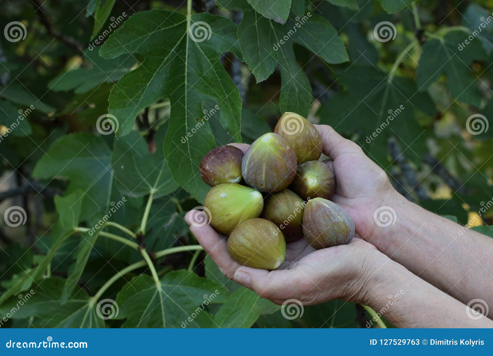 Fig Tree Freshly Cut Ripe Fruit Stock Image - Image of healthy, picked ...