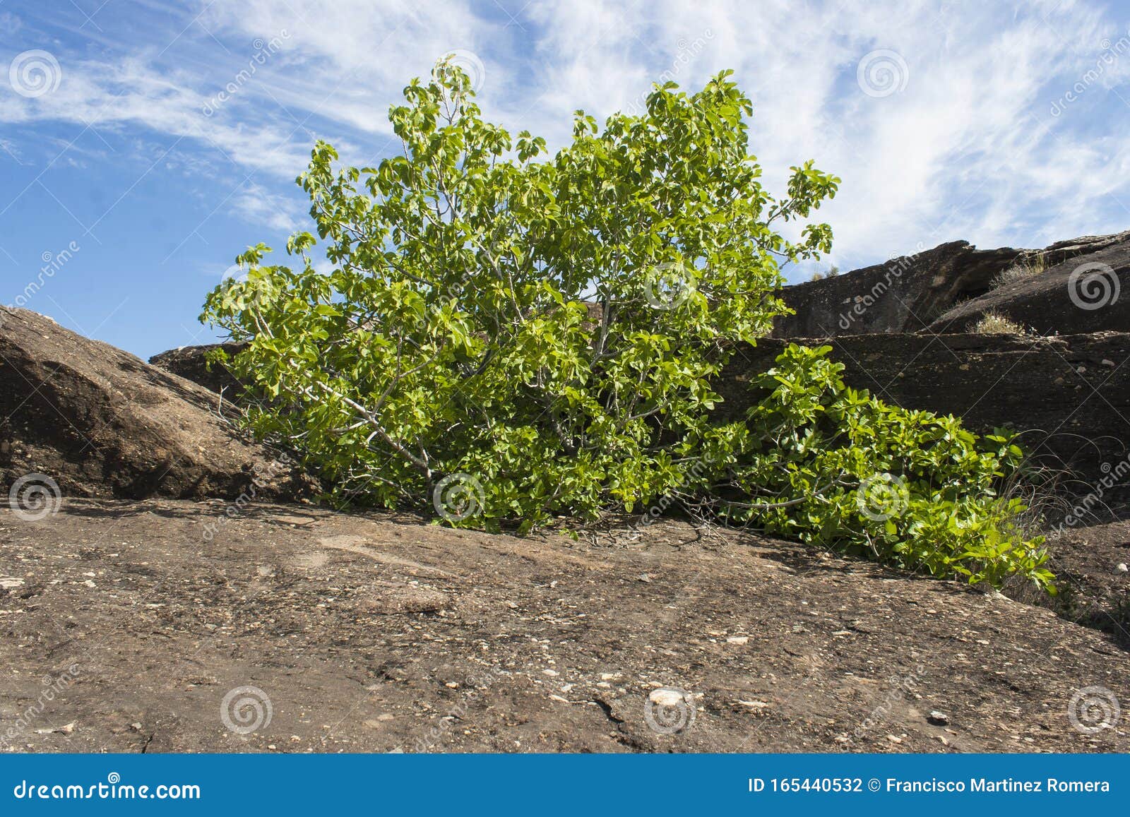 Fig tree between rocks stock photo. Image of green, scenery - 165440532