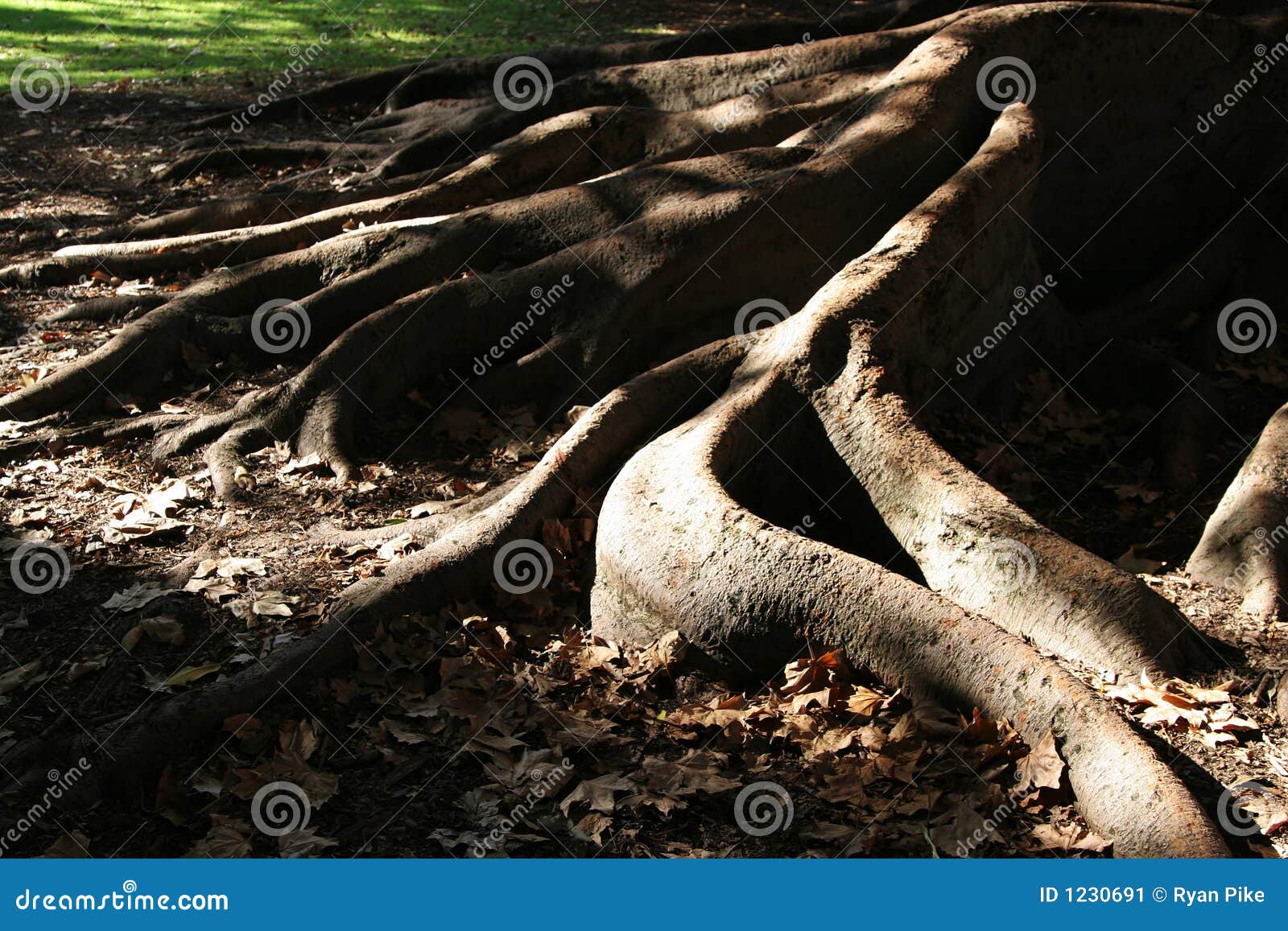 Fig tree roots stock image. Image of forest, leaves, roots - 1230691