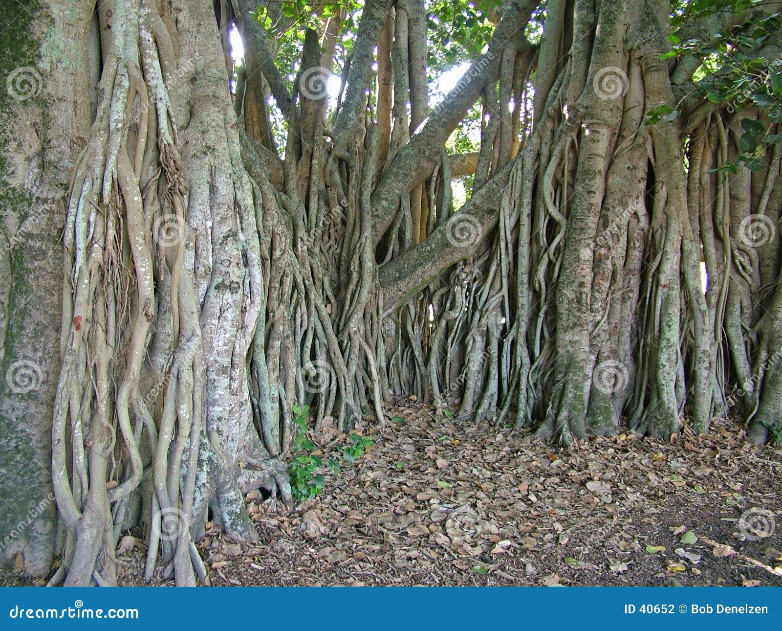 Fig Tree Roots Stock Photography - Image: 40652 Fig Tree Roots Stock Photography - Image: 40652