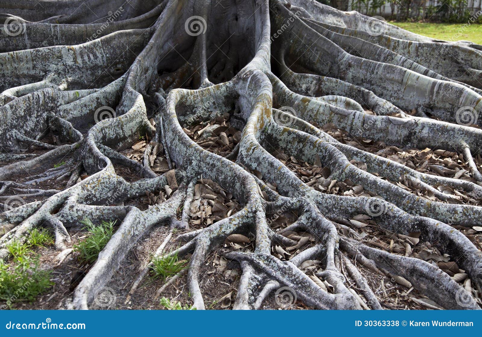 Fig Tree Roots stock photo. Image of algae, tree, ficus - 30363338