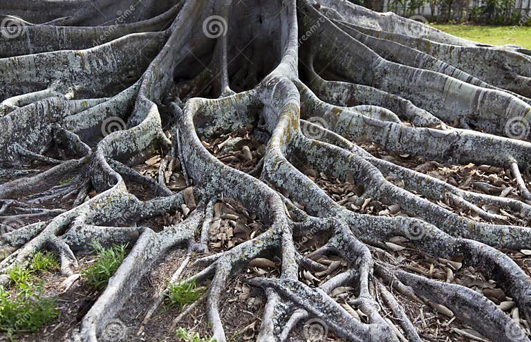 Fig Tree Roots stock photo. Image of algae, tree, ficus - 30363338