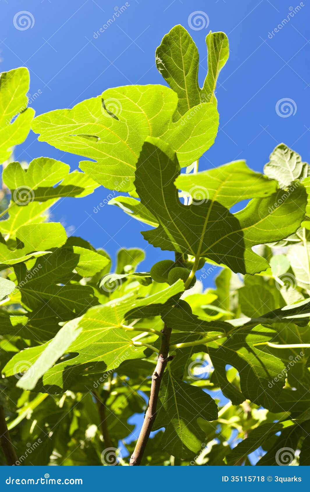 Fig tree stock photo. Image of mediterranean, tree, detail - 35115718