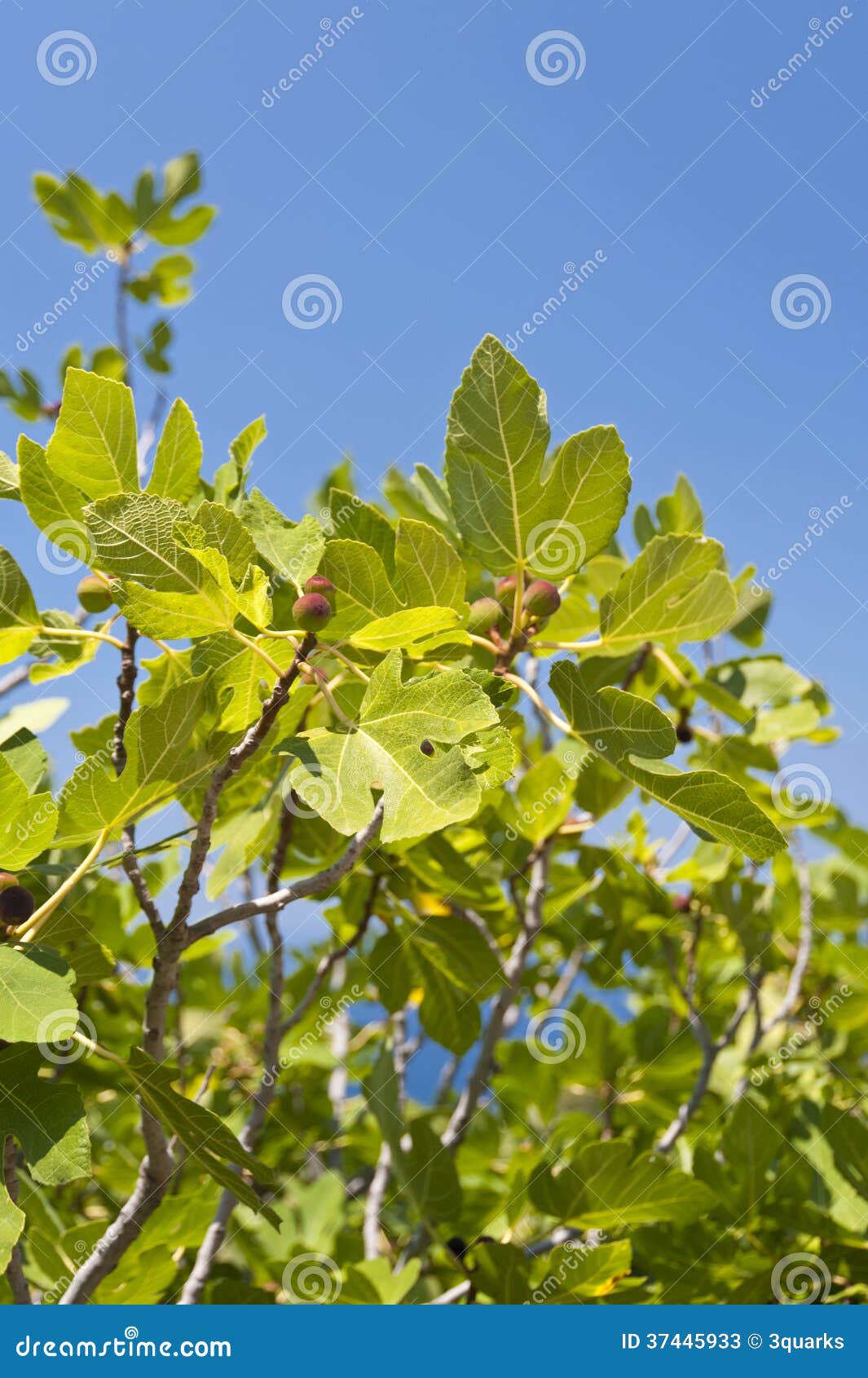 Fig Tree stock image. Image of leaves, green, blue, mediterranean ...