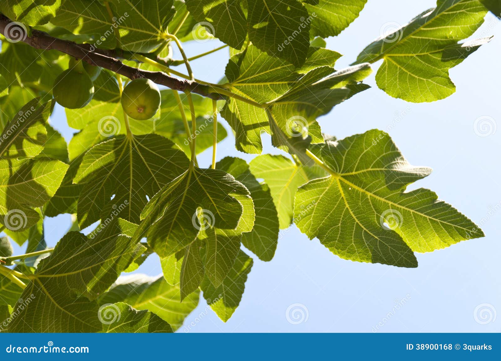 Fig Tree stock photo. Image of fruit, plant, samos, leaves - 38900168