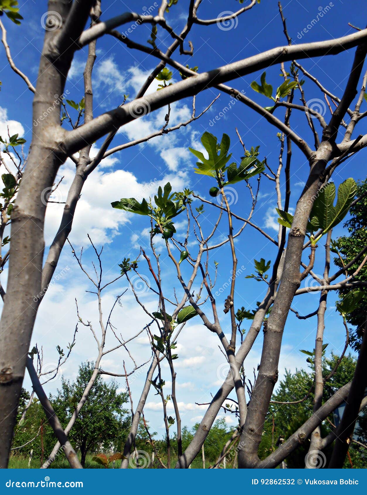 Fig tree stock photo. Image of food, fruit, nice, contrast - 92862532
