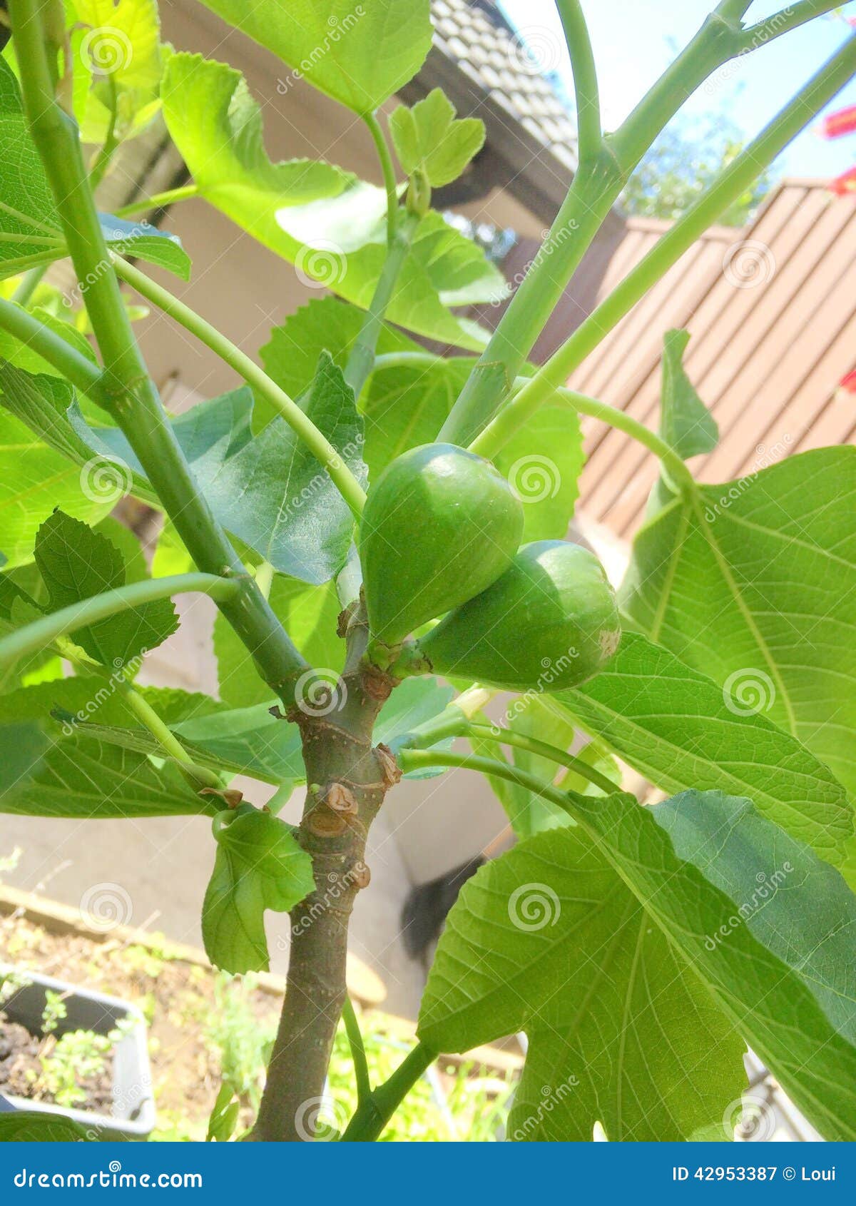 Fig tree stock image. Image of tree, small, fresh, growing - 42953387