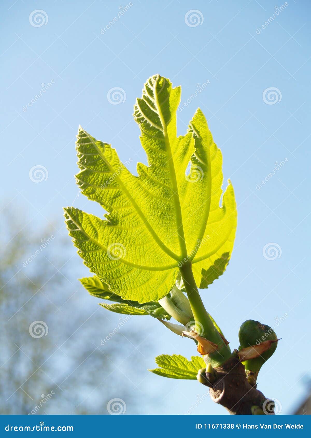 Fig-tree in spring stock photo. Image of species, springtime - 11671338