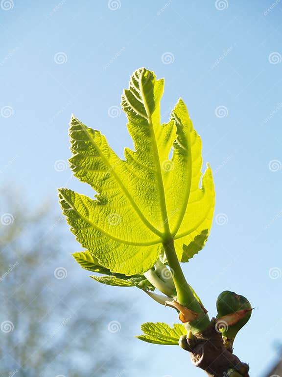 Fig-tree in spring stock photo. Image of species, springtime - 11671338
