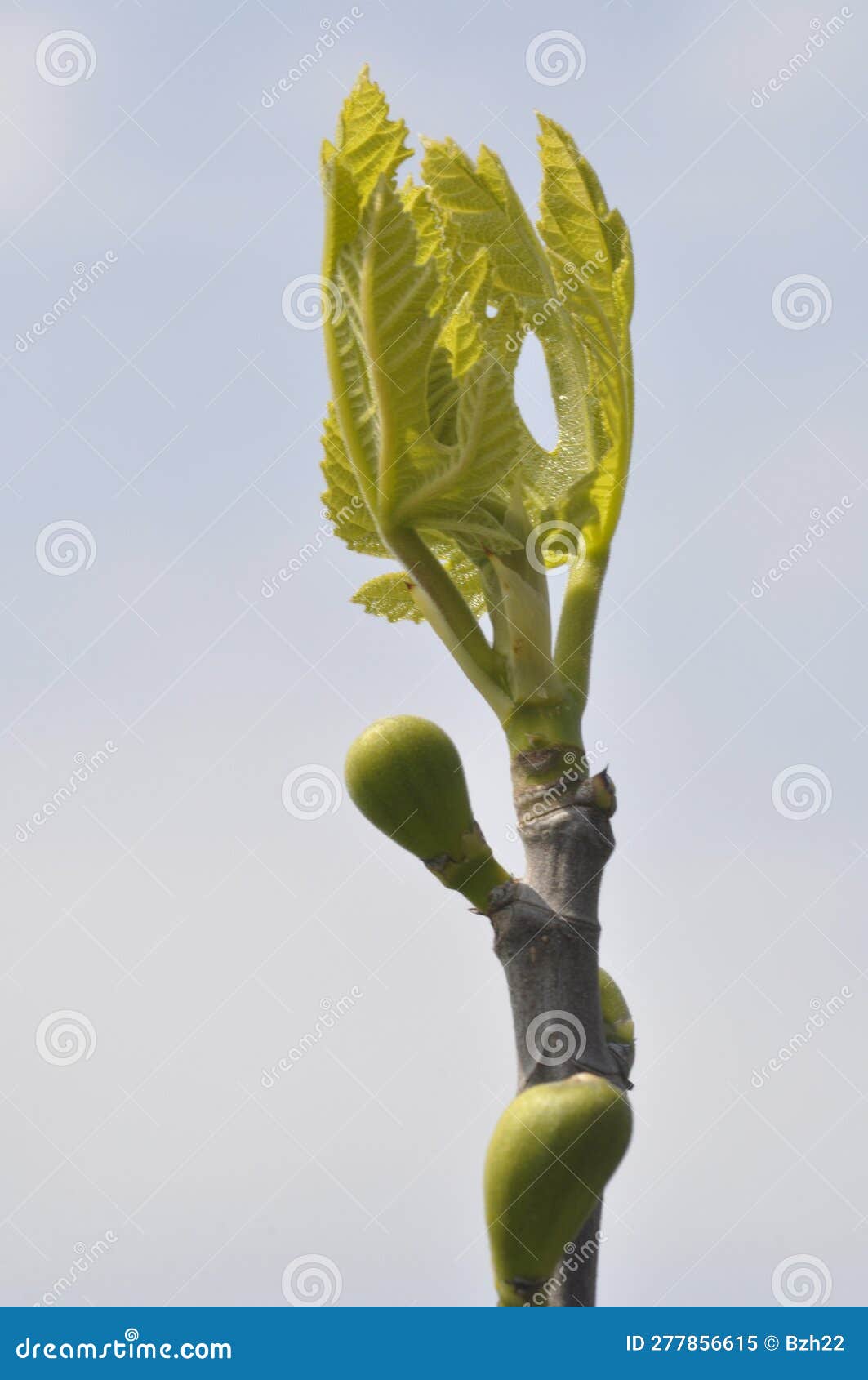 Fig tree in spring stock image. Image of agriculture - 277856615