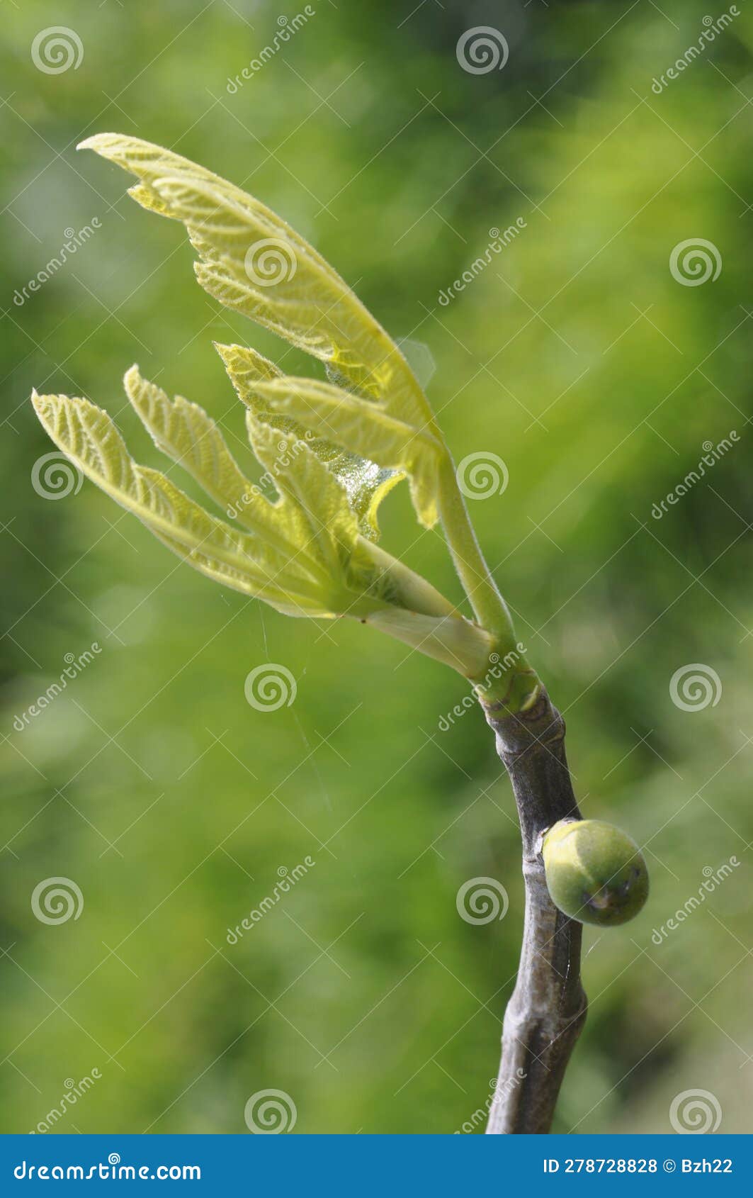 Fig tree in spring stock photo. Image of nature, macro - 278728828