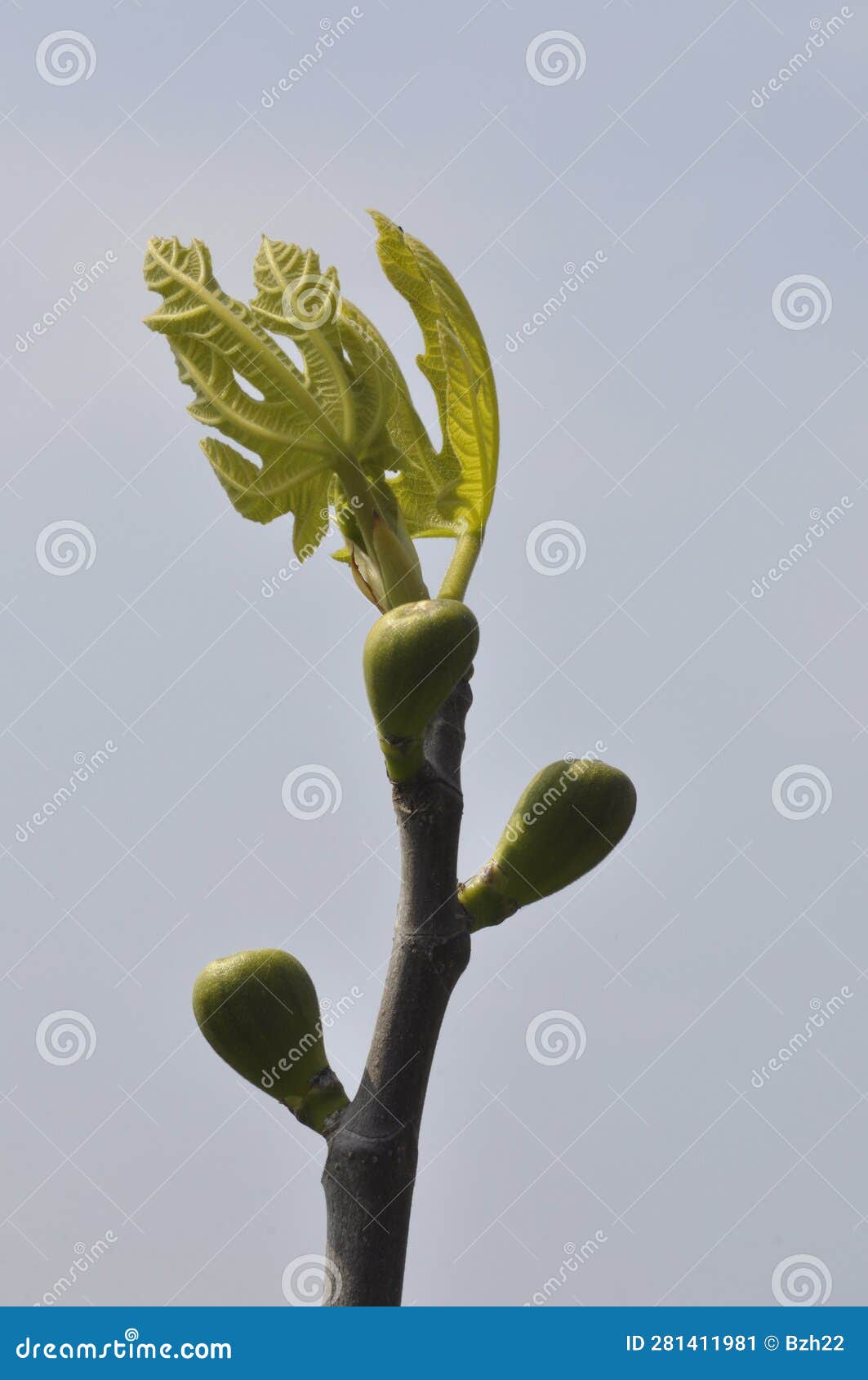 Fig tree in spring stock image. Image of nature, organic - 281411981