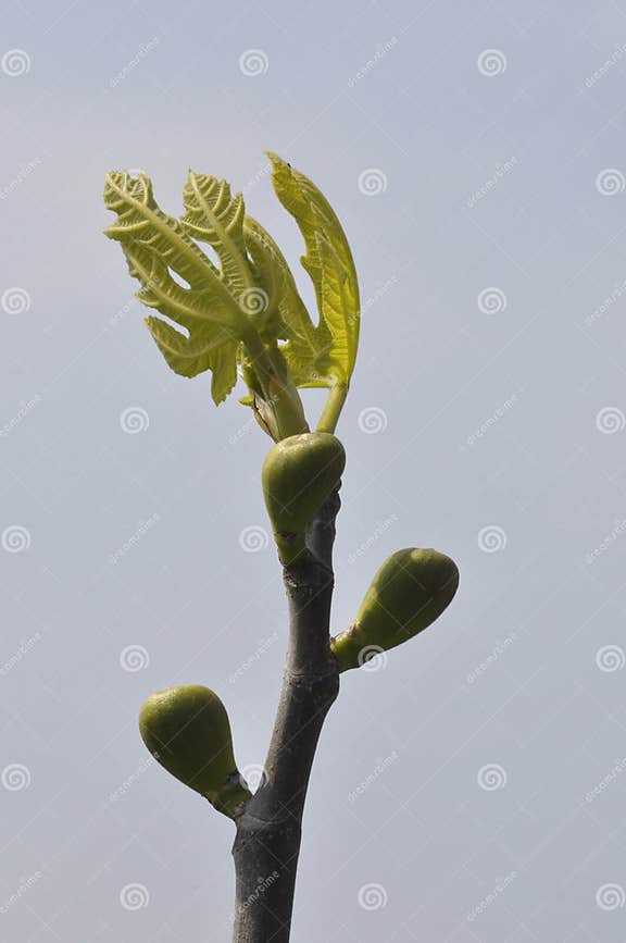 Fig tree in spring stock image. Image of nature, organic - 281411981