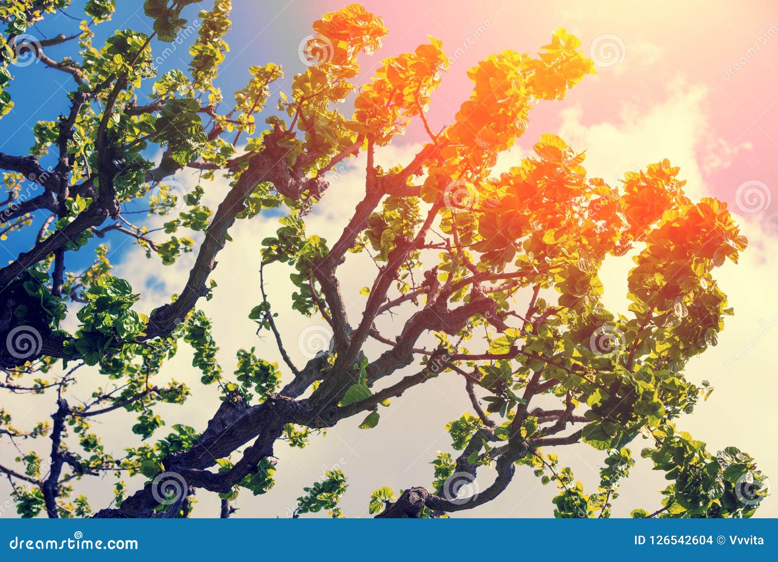 Fig Tree in Spring Against the Sky Stock Photo - Image of light, garden ...
