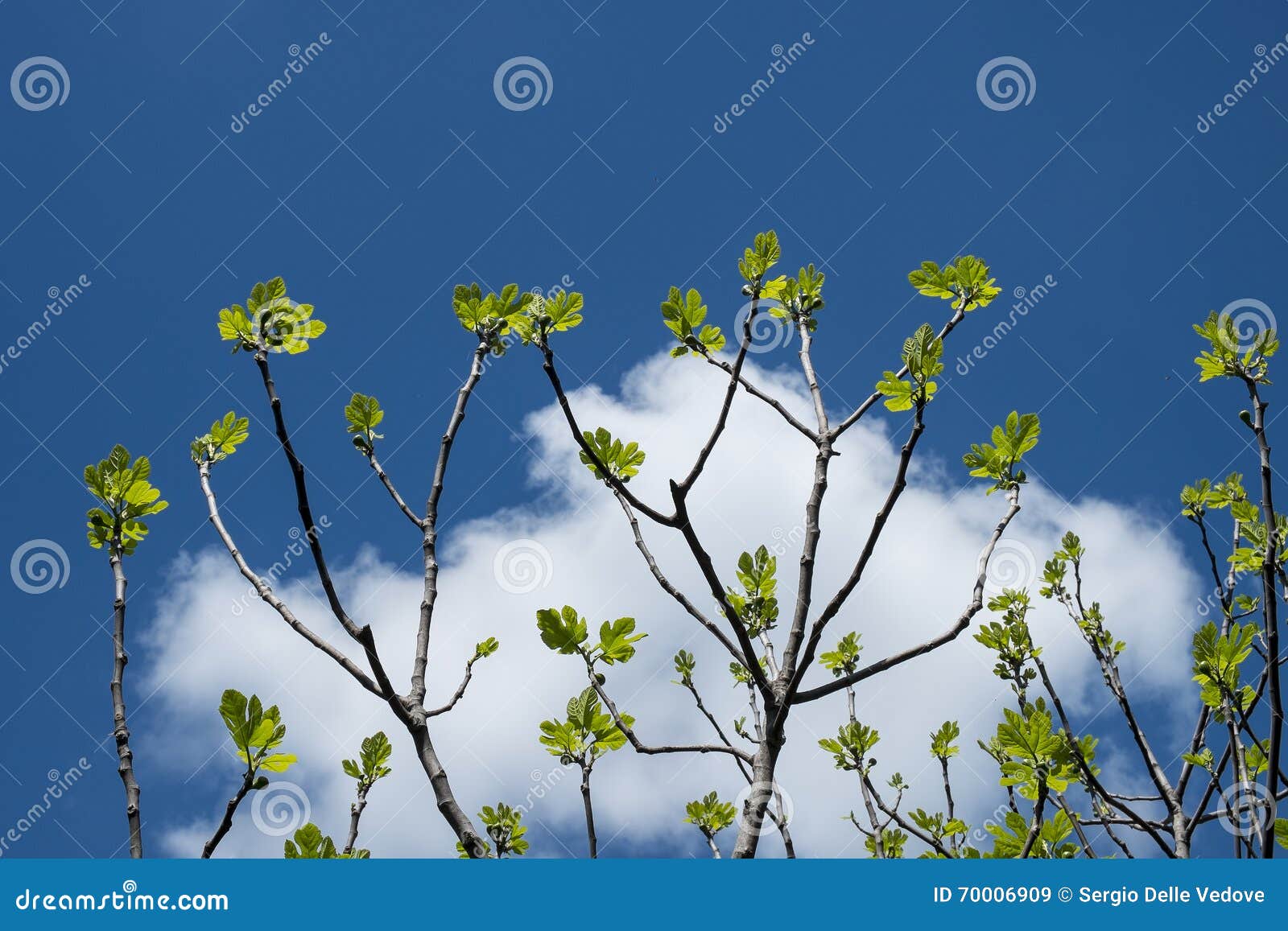 The Fig Tree in the Spring Season Stock Image - Image of food, forest ...