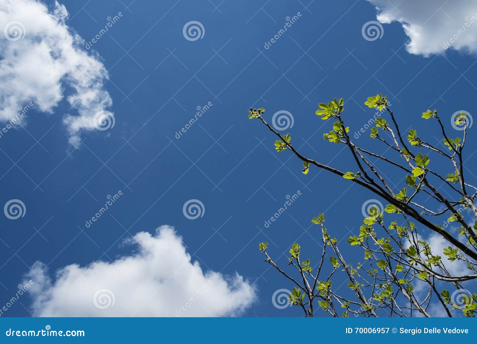 The Fig Tree in the Spring Season Stock Image - Image of healthy ...