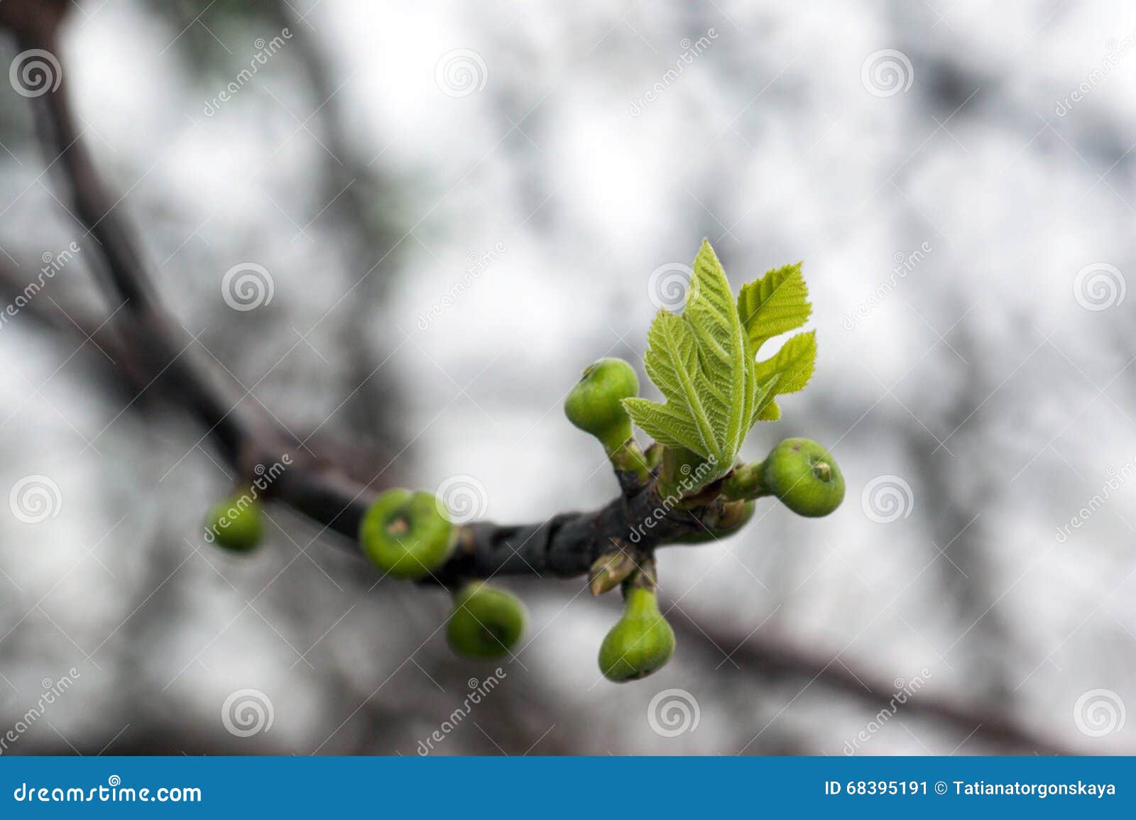 The fig tree in spring stock image. Image of greengrocery - 68395191
