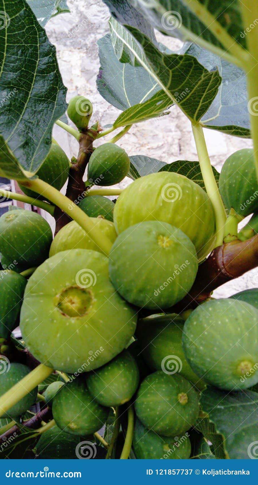 The fig tree in the sun stock image. Image of delicious - 121857737