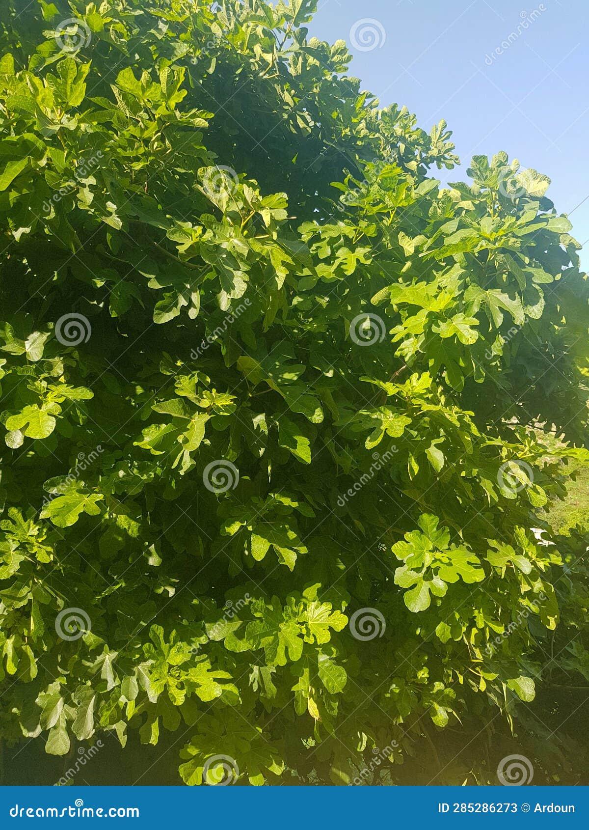 Fig Tree in a Sunny Landscape Stock Image - Image of bark, branches ...