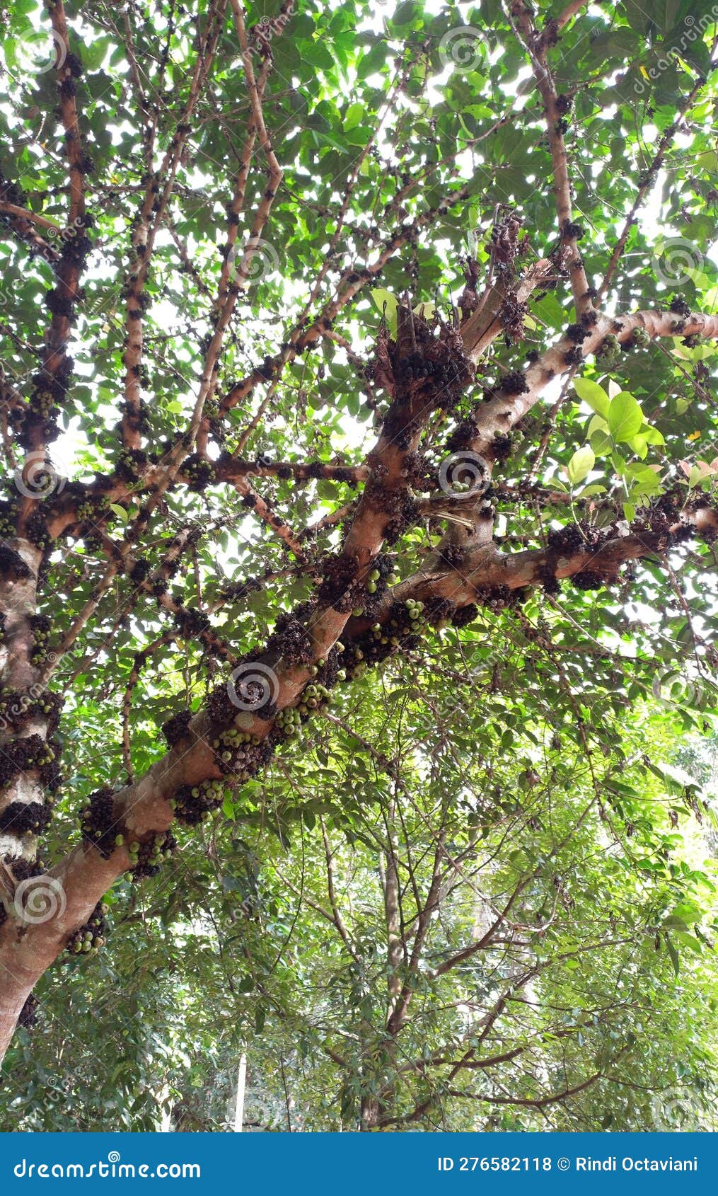 Fig Tree Taken from Bottom Angle Stock Photo - Image of evergreen ...