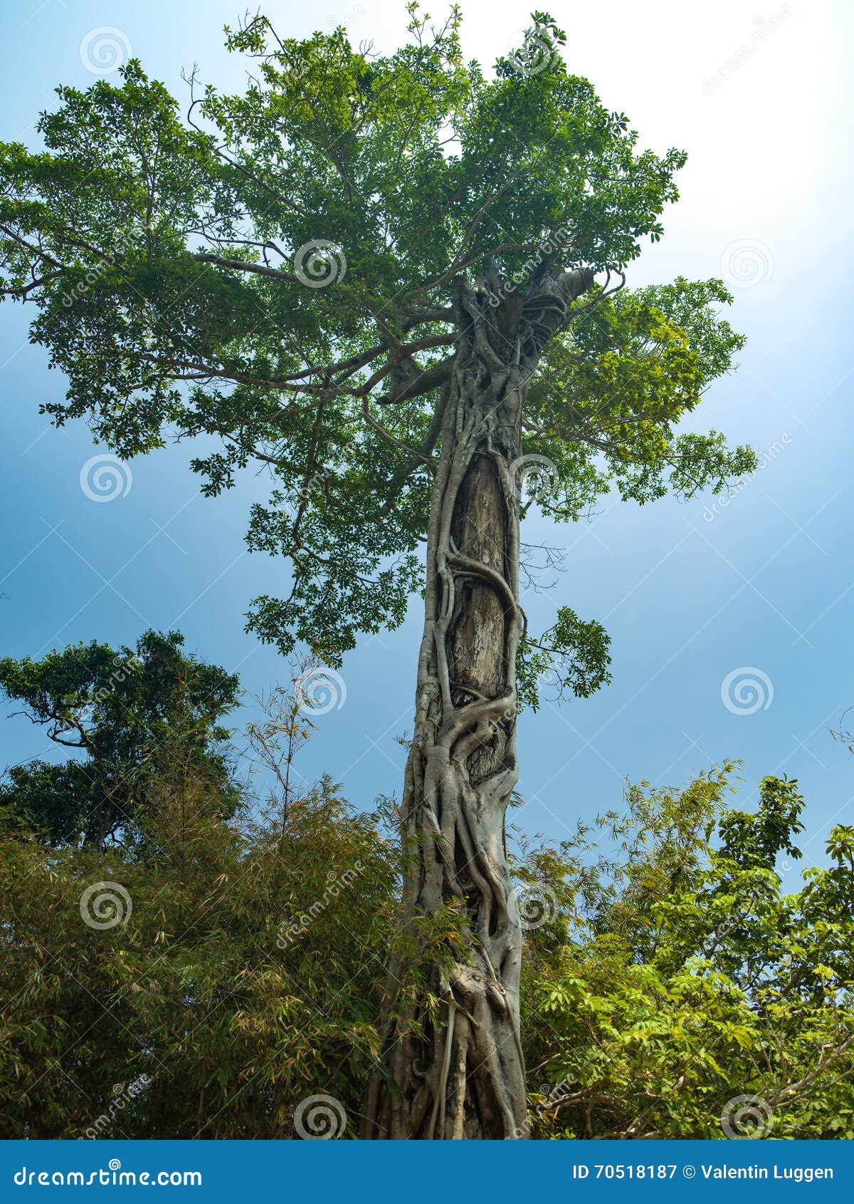 Fig tree stock image. Image of tree, blue, tall - 70518187