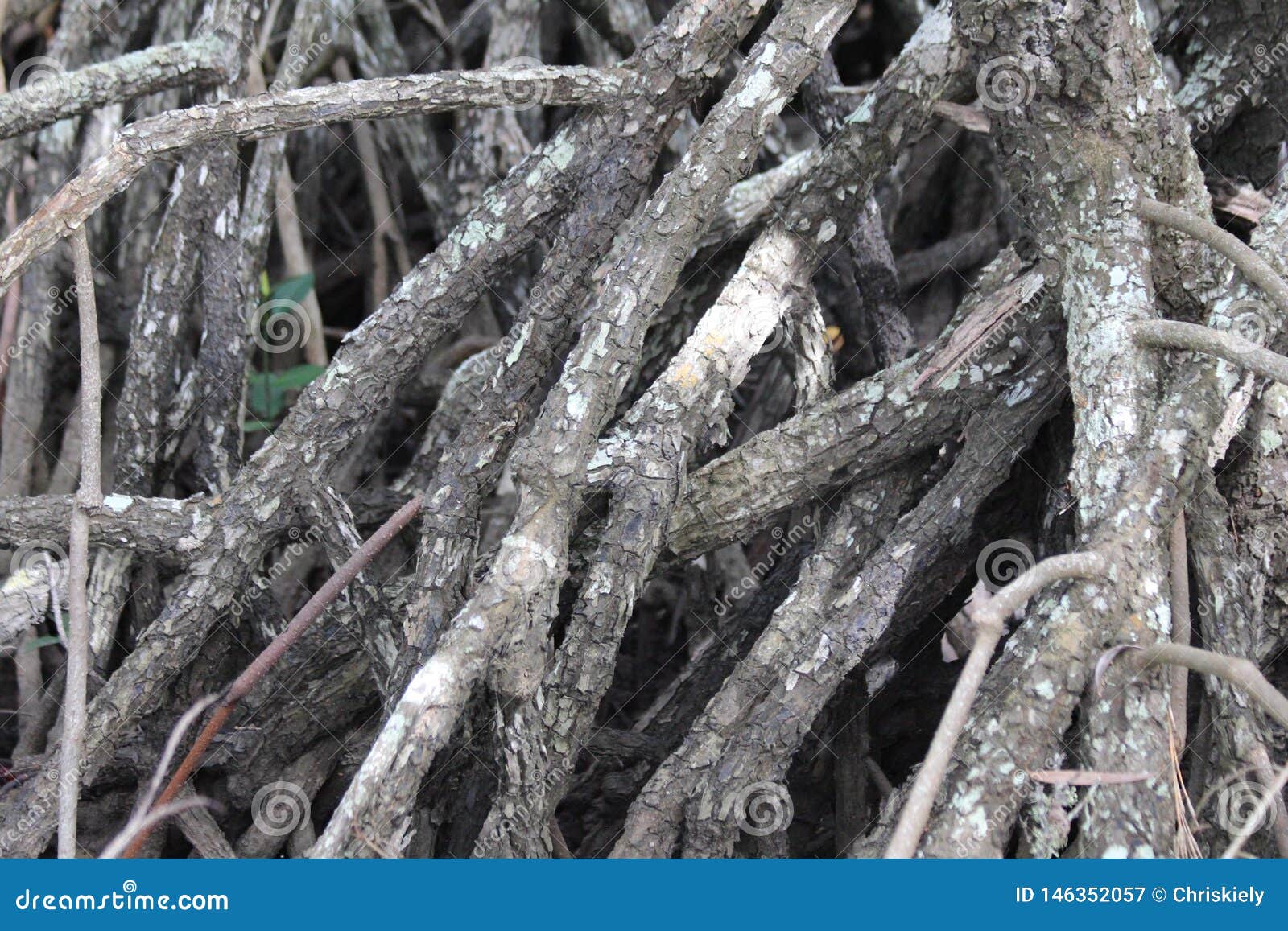 Fig Tree with Thick Large Grey Roots Stock Image - Image of gorund ...