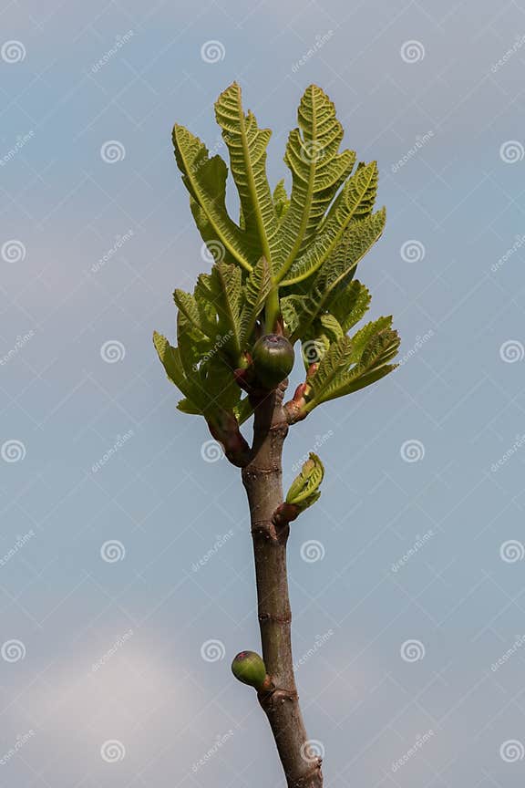 Fig tree top stock photo. Image of young, tree, blue - 65620410