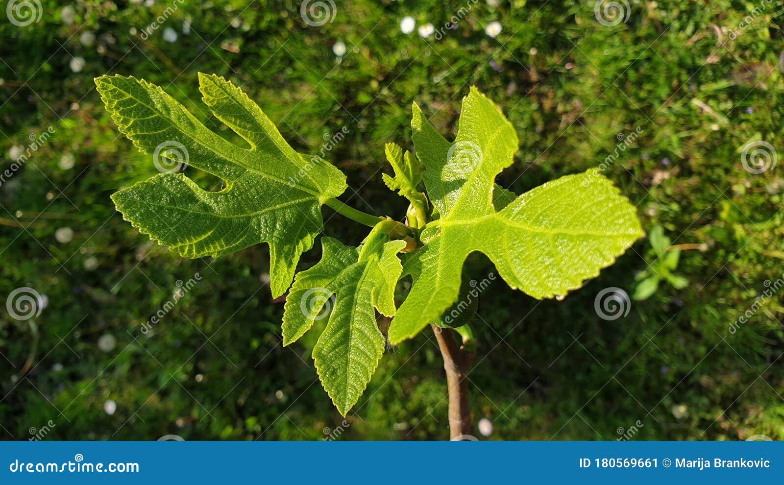 Fig Tree, Top of the Branch with the First Spring Leaves, Focused ...