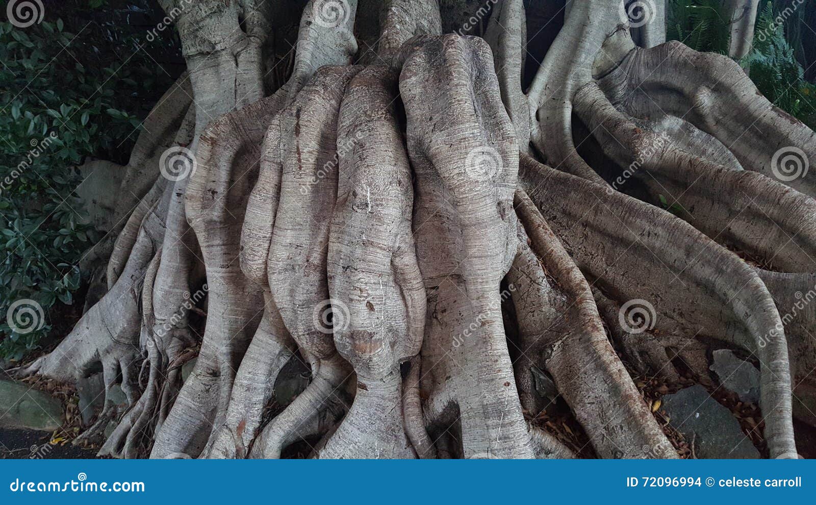 Fig tree trunk stock photo. Image of trunk, tree, moreton - 72096994