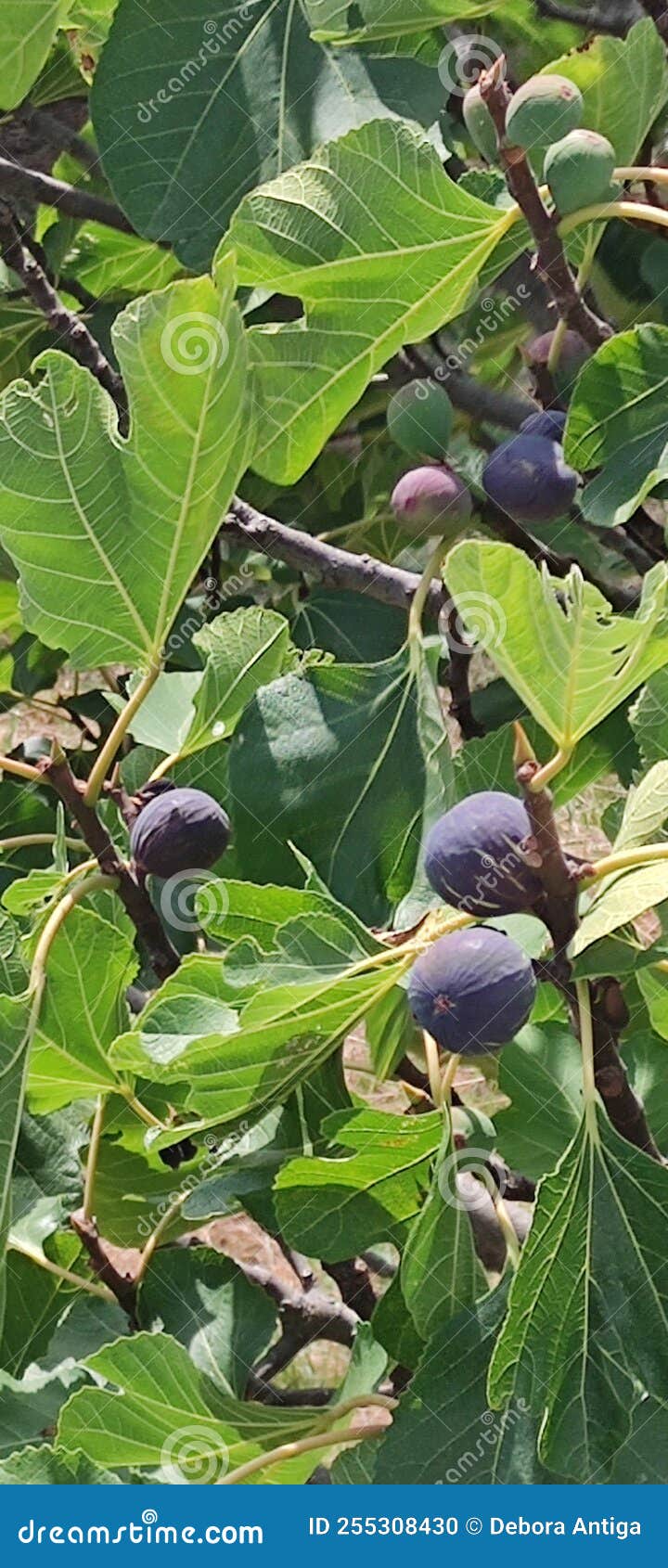 Fig tree in Tuscany Italy stock photo. Image of produce - 255308430