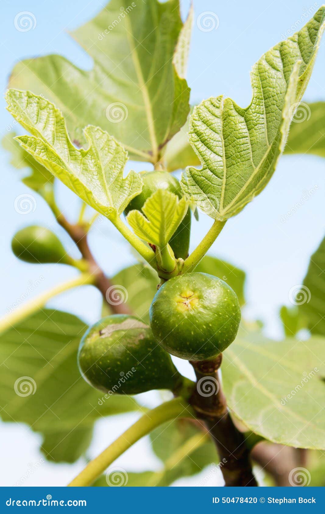 Fig Tree with Unripe Figs, Close Up Stock Photo - Image of cloudless ...
