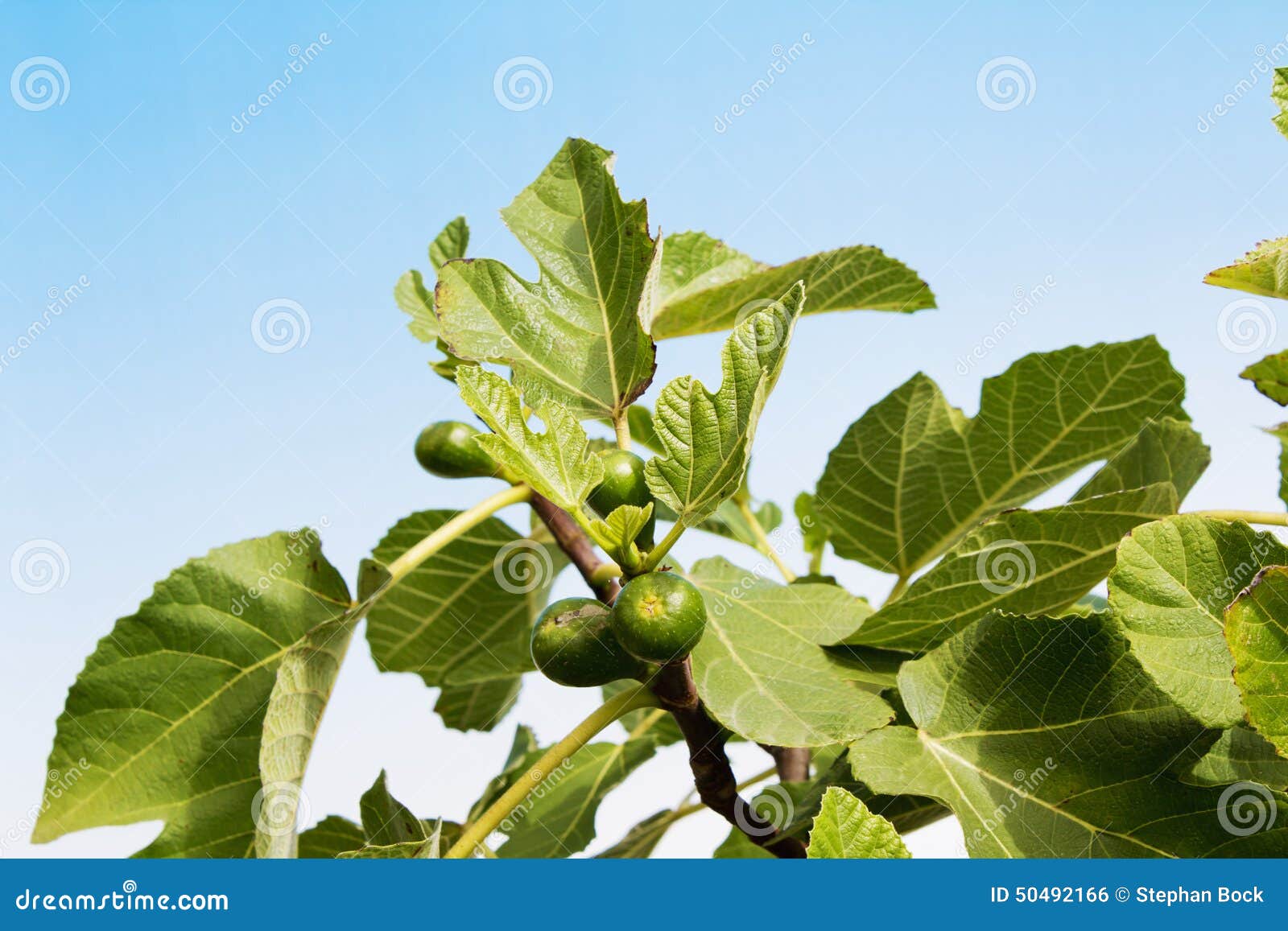 Fig Tree with Unripe Figs, Close Up Stock Photo - Image of green, fruit ...