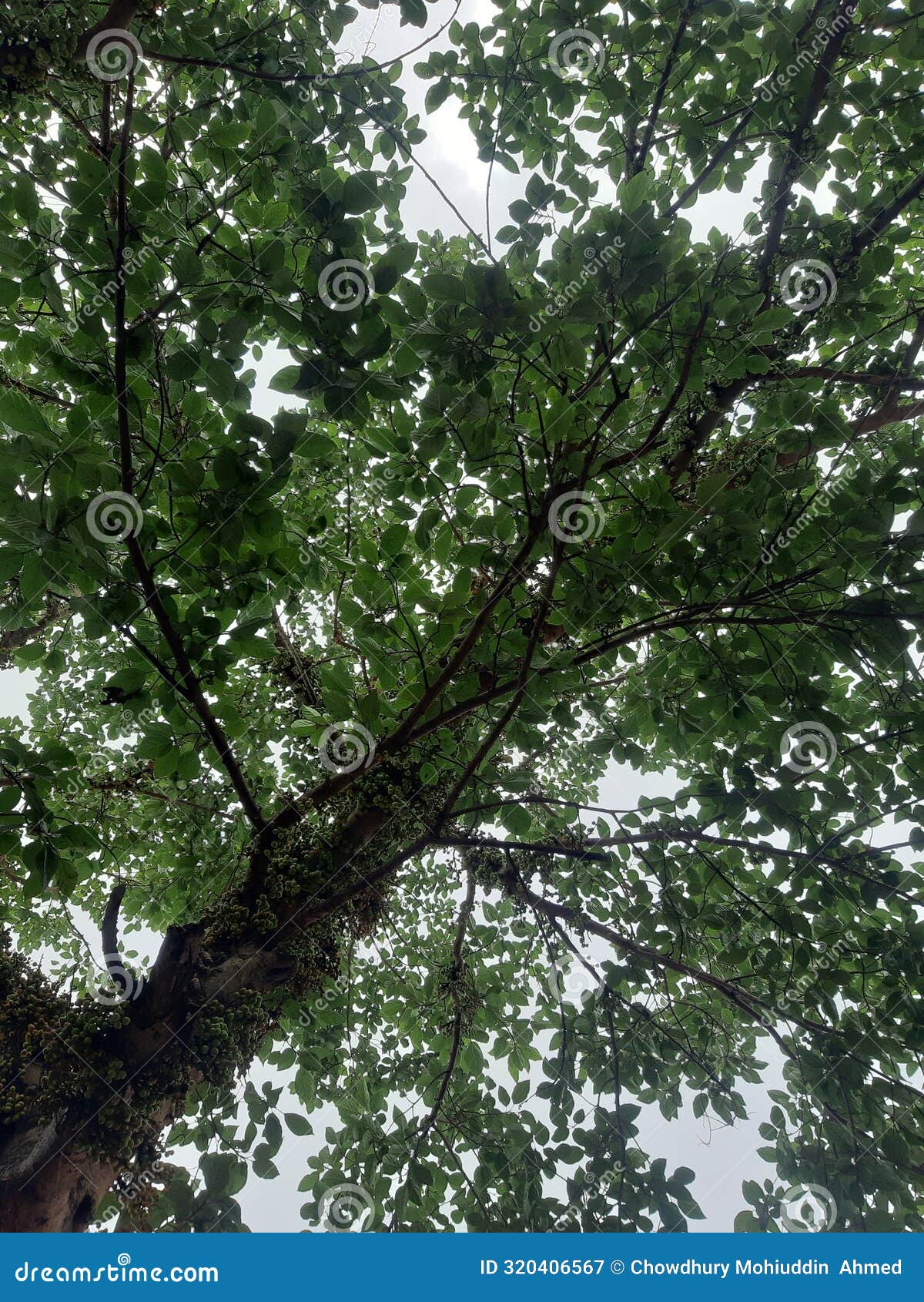 Fig in the Tree. Very Taste To Eat Stock Image - Image of tree, taste ...