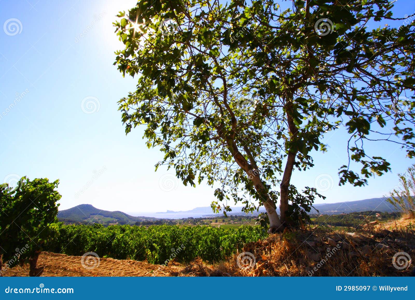 Fig tree in vineyard stock image. Image of france, vineyard - 2985097