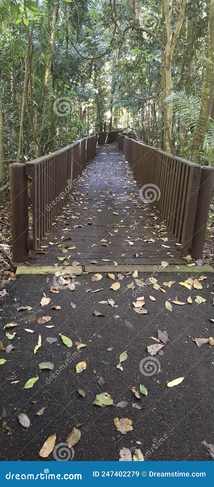Tree Top Walk Southern Ridges Trail In Singapore Royalty-Free Stock ...