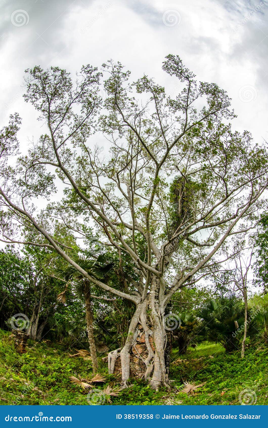 Fig tree stock photo. Image of leaf, common, agriculture - 38519358