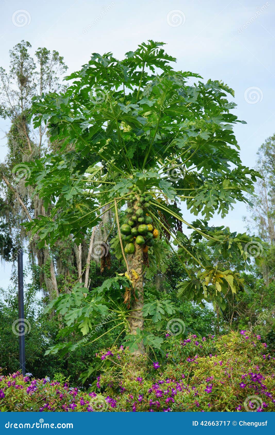 A Fig Tree with Wild Flowers Stock Image - Image of green, leave: 42663717