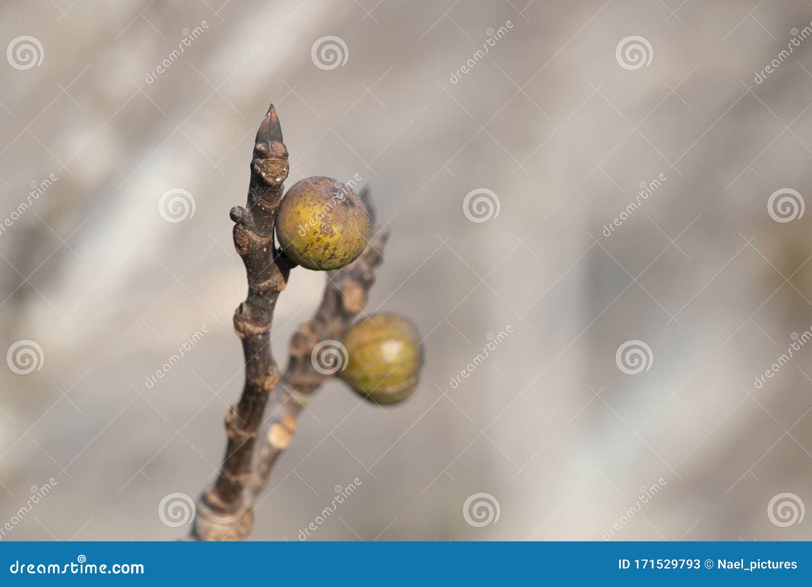 Fig tree in winter stock image. Image of plant, countryside - 171529793