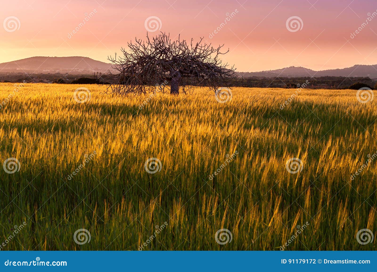 The FIG tree stock photo. Image of leafless, harvest - 91179172