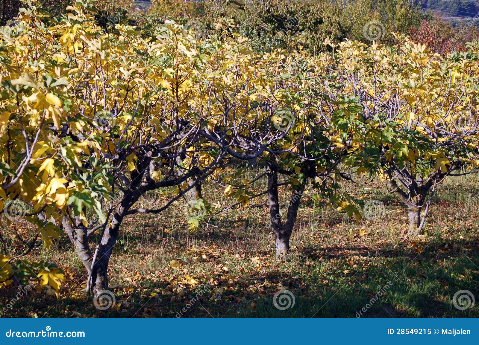 Fig trees stock image. Image of sunny, foliage, nature - 28549215