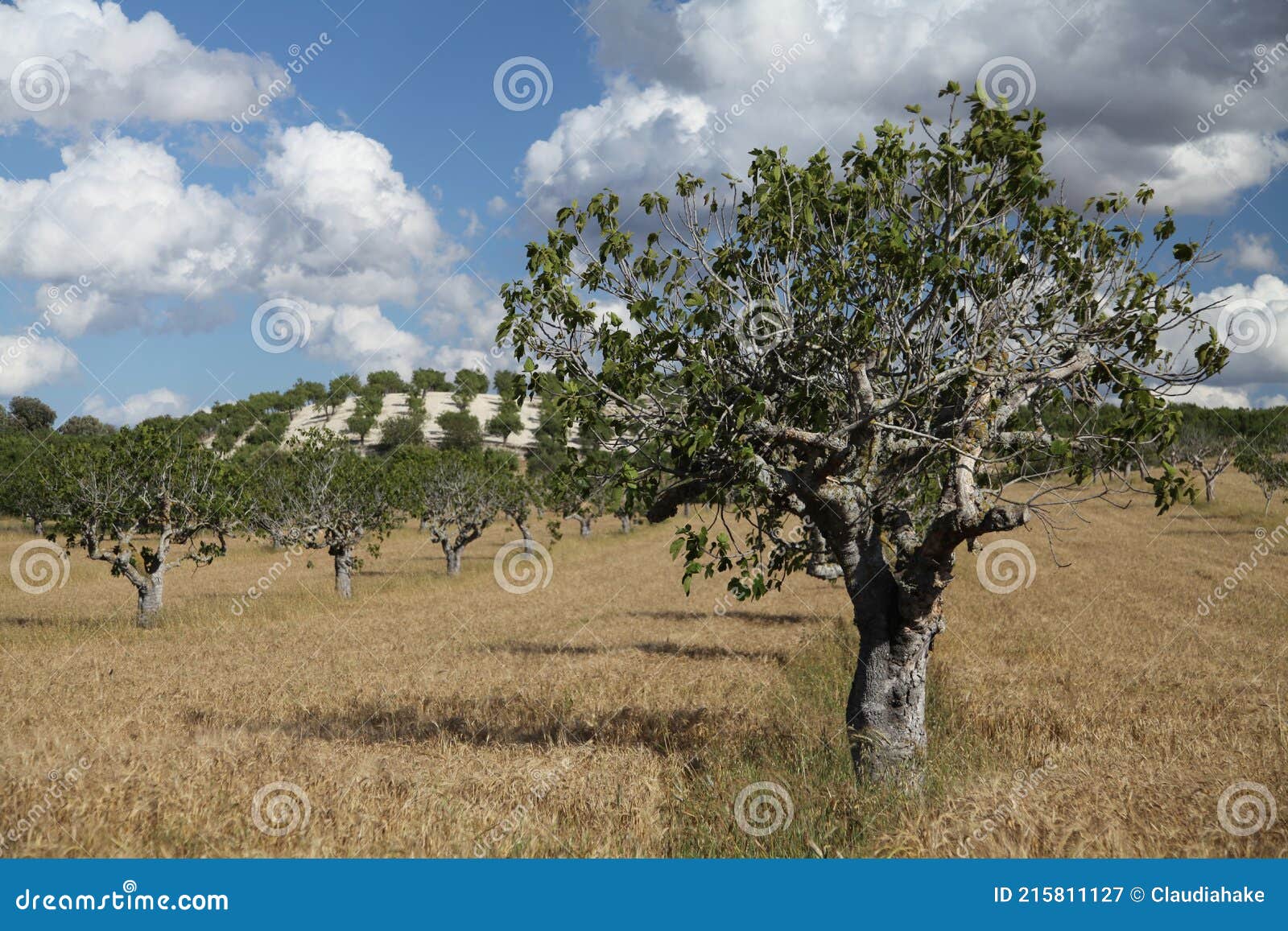 Fig trees on a field stock image. Image of agriculture - 215811127
