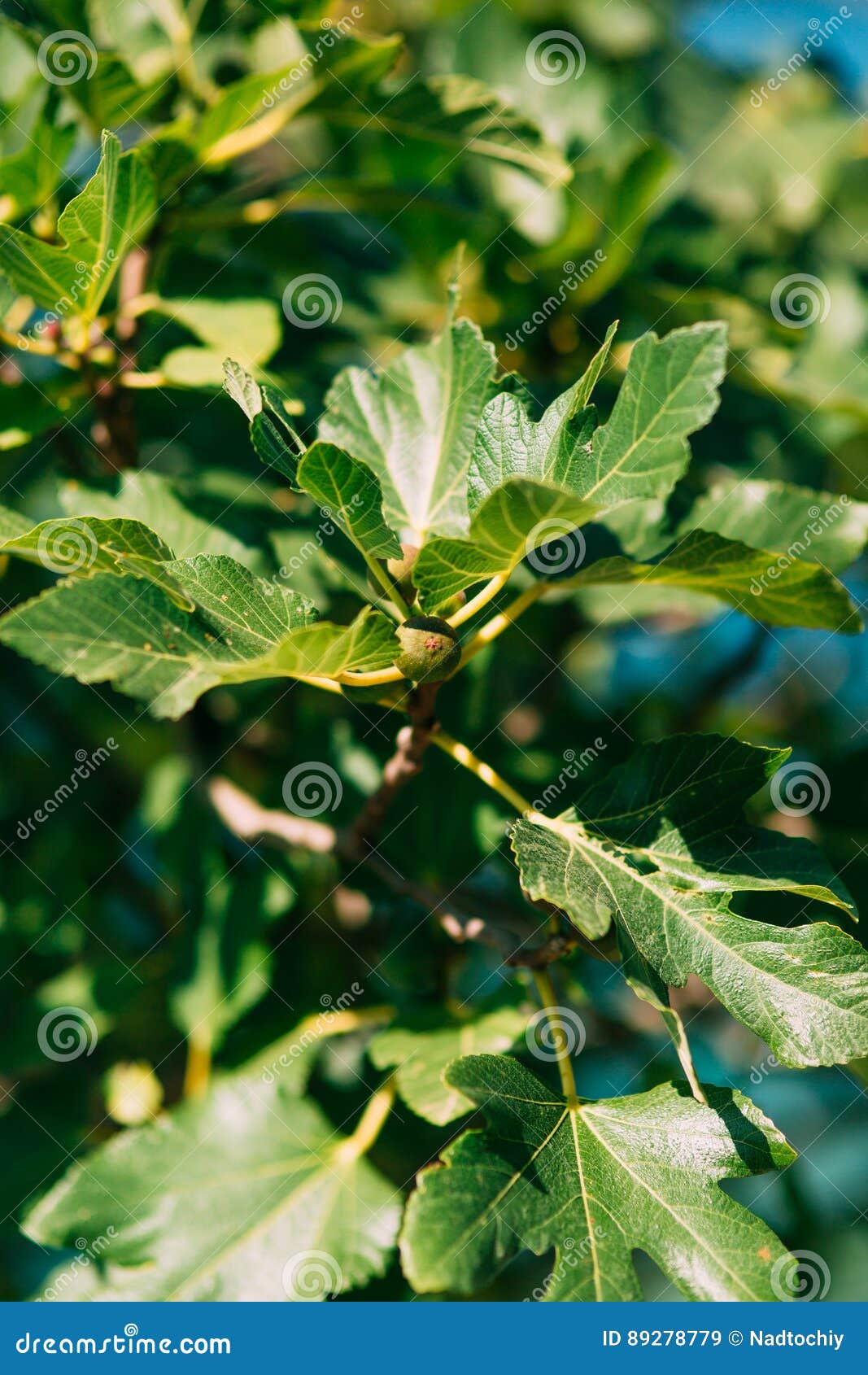 Fig Trees, Small Fruits. Ripening Figs on Tree Stock Image - Image of ...