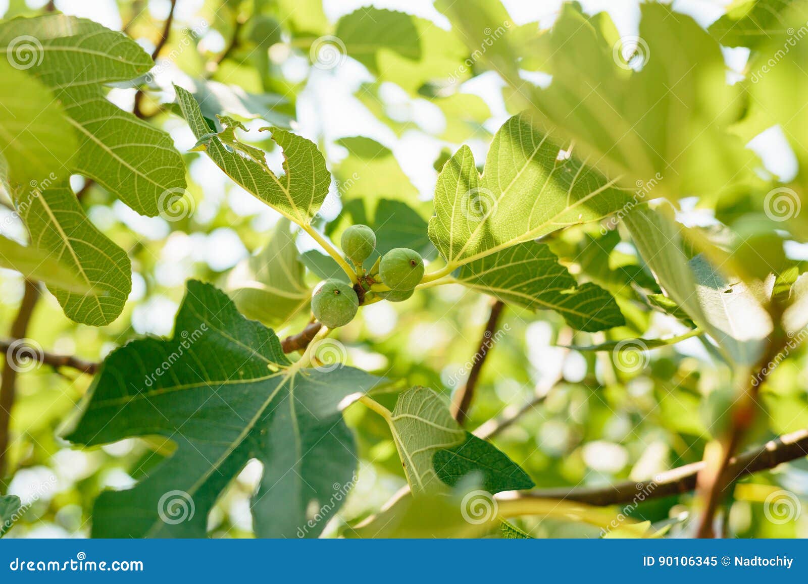 Fig Trees, Small Fruits. Ripening Figs on Tree Stock Image - Image of ...