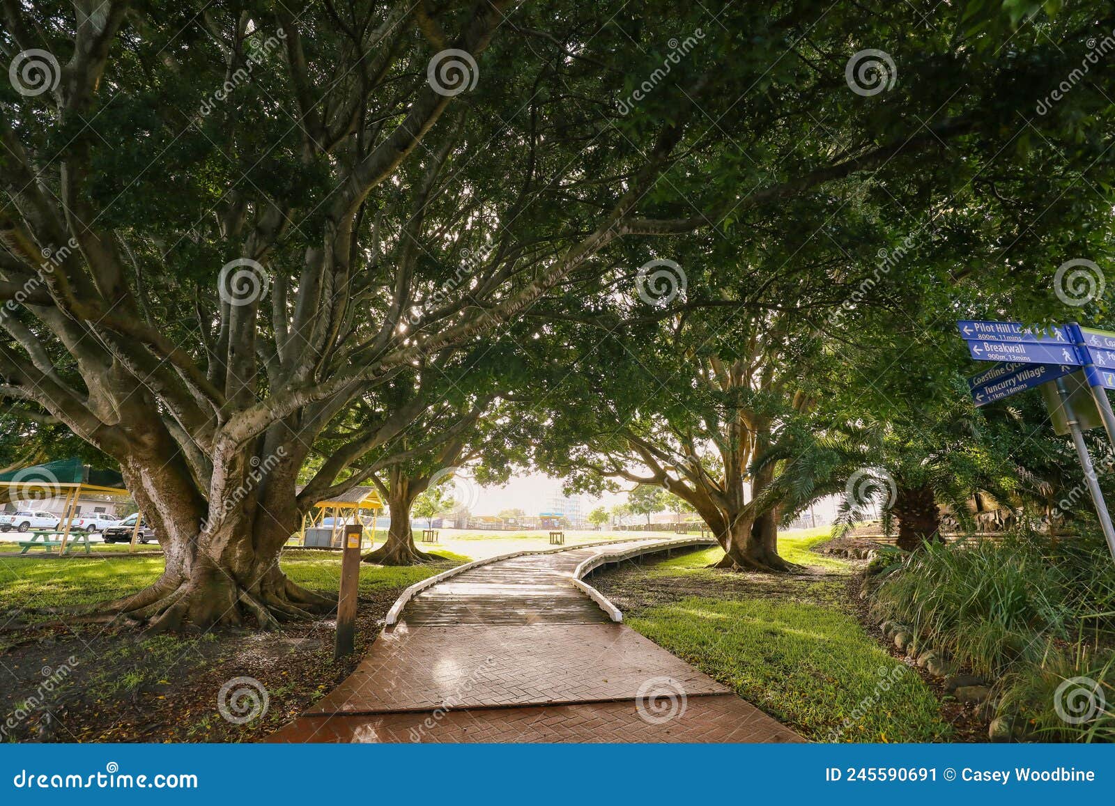 Fig Trees Spanning a Walking Path at Forster, NSW Australia Stock Image ...