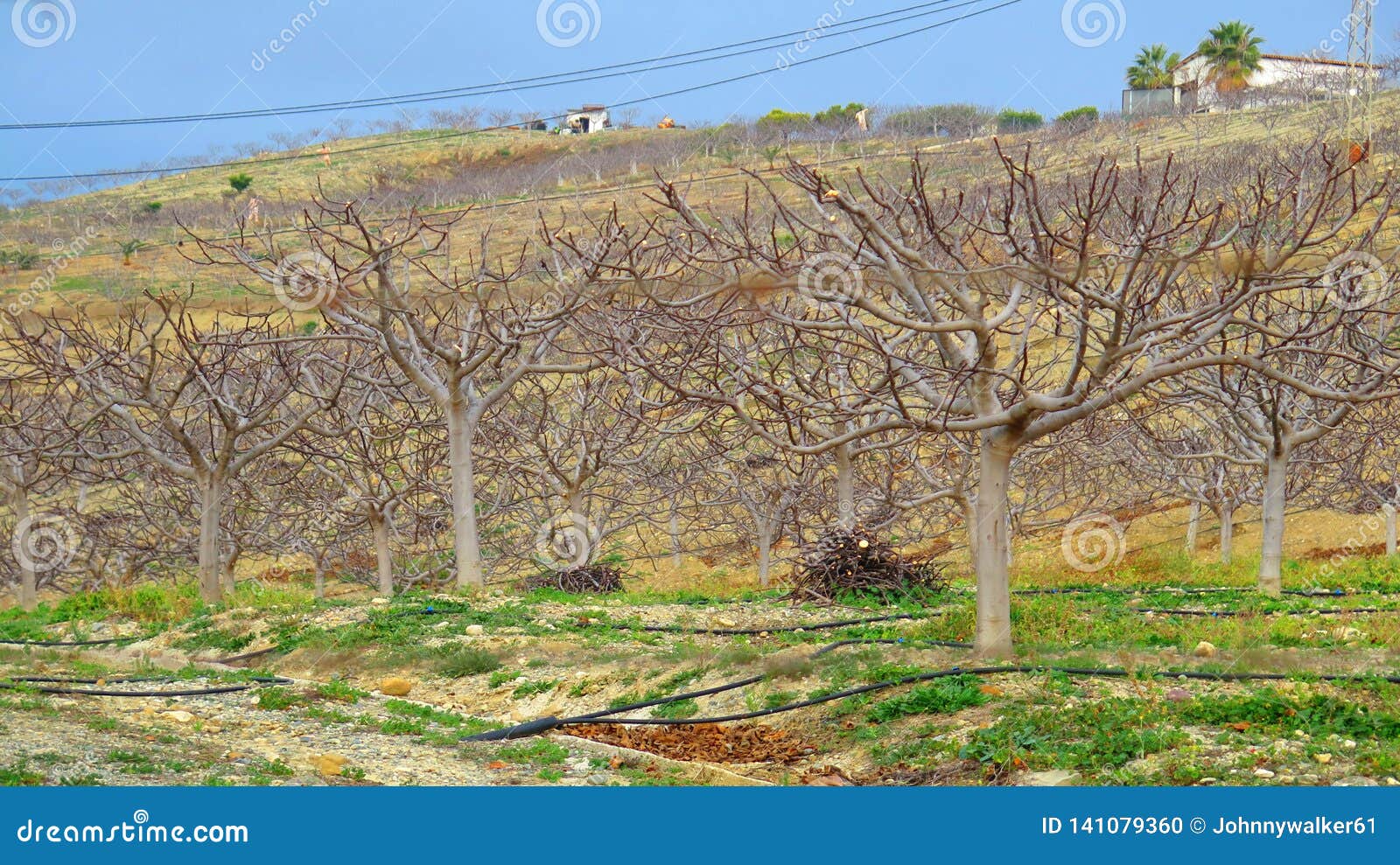 Fig trees in winter stock photo. Image of grove, naked - 141079360
